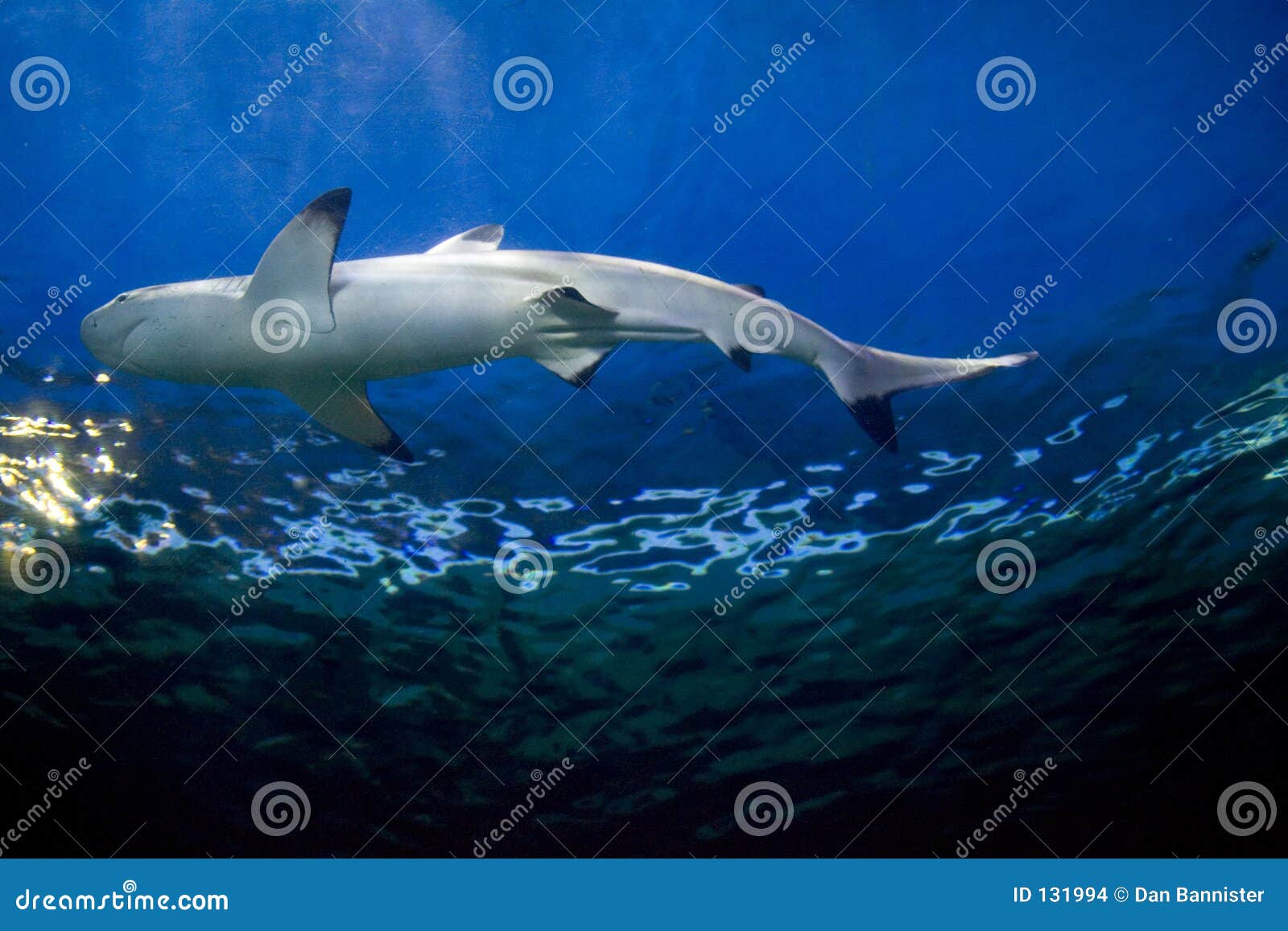 Shark Tank stock photo. Image of aquarium, tank, fins, underwater - 131994