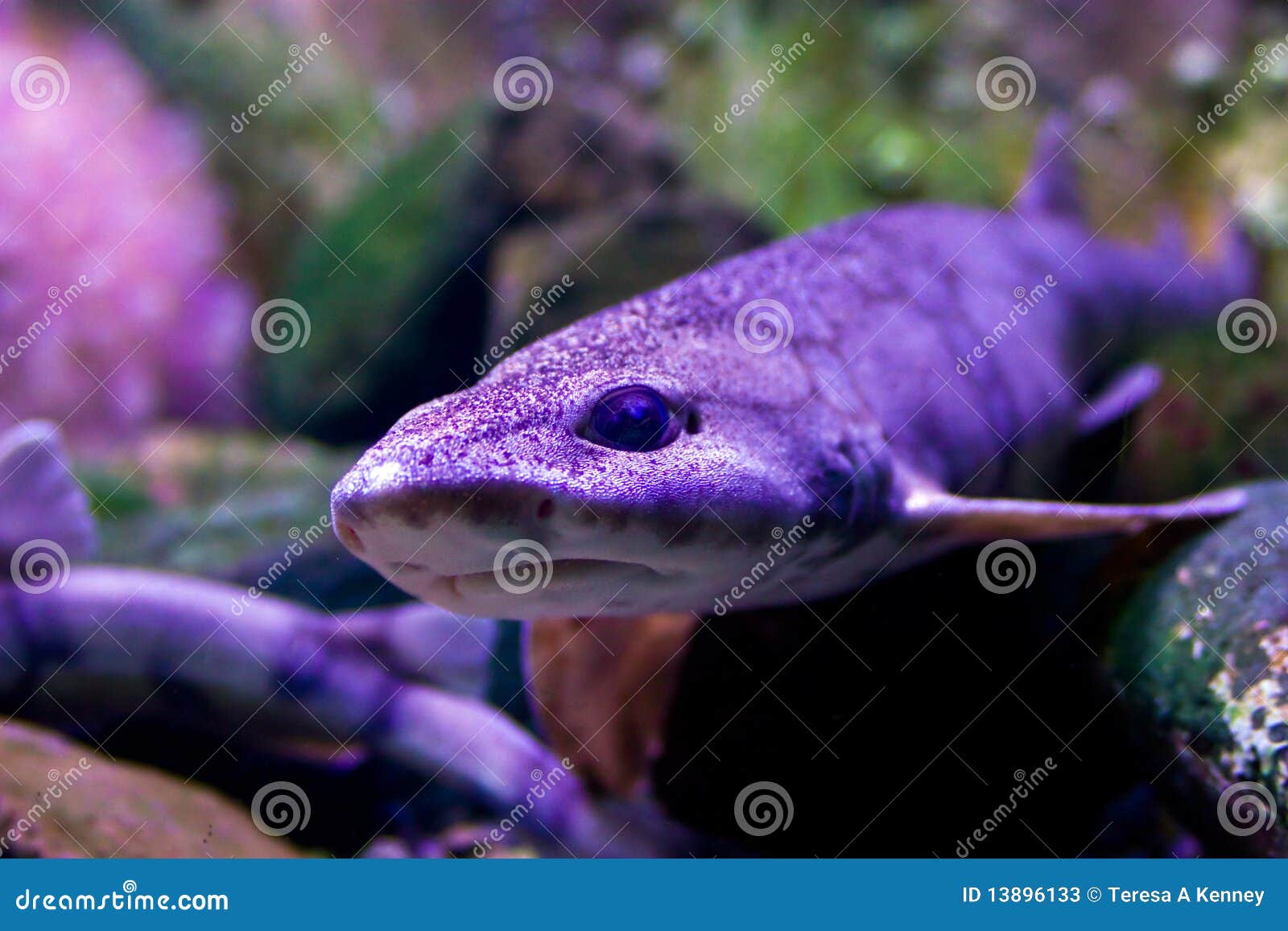 Shark in Tank stock image. Image of blue, close, colored - 13896133