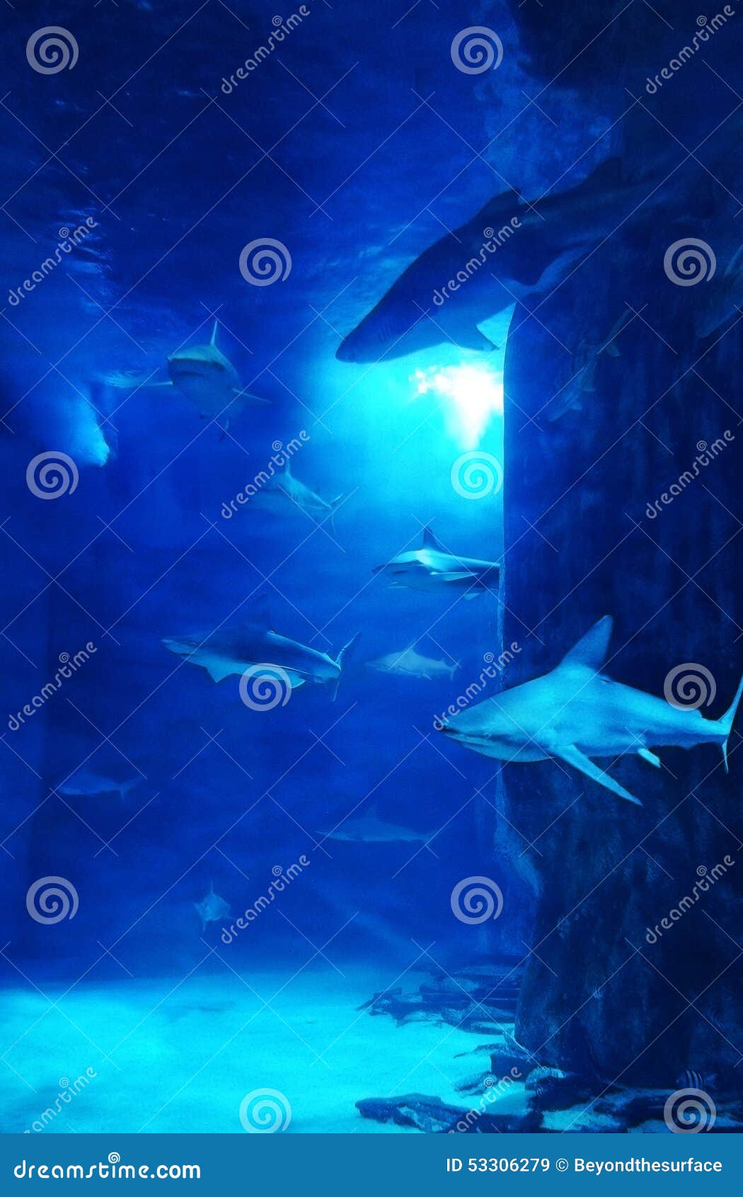 Many Sharks Are Swimming Underwater In Ocean. Stock Photo ...