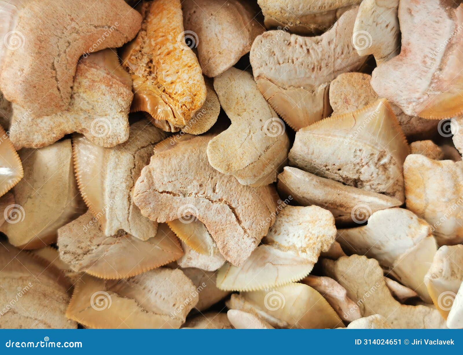 Shark Teeth Collection Texture Stock Image - Image of macro, sharp ...