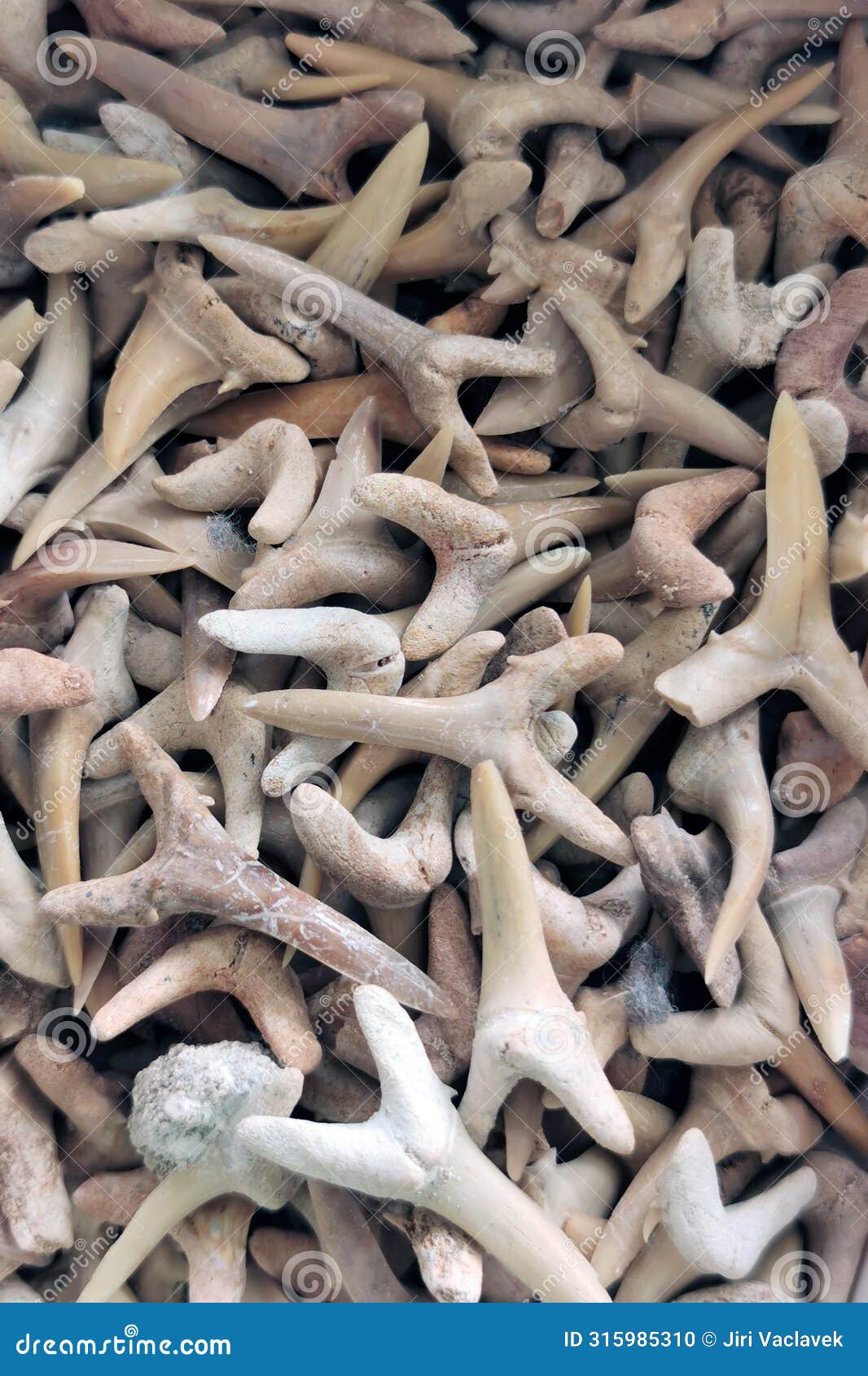 Shark Teeth Collection Texture Stock Photo - Image of teeth, tooth ...