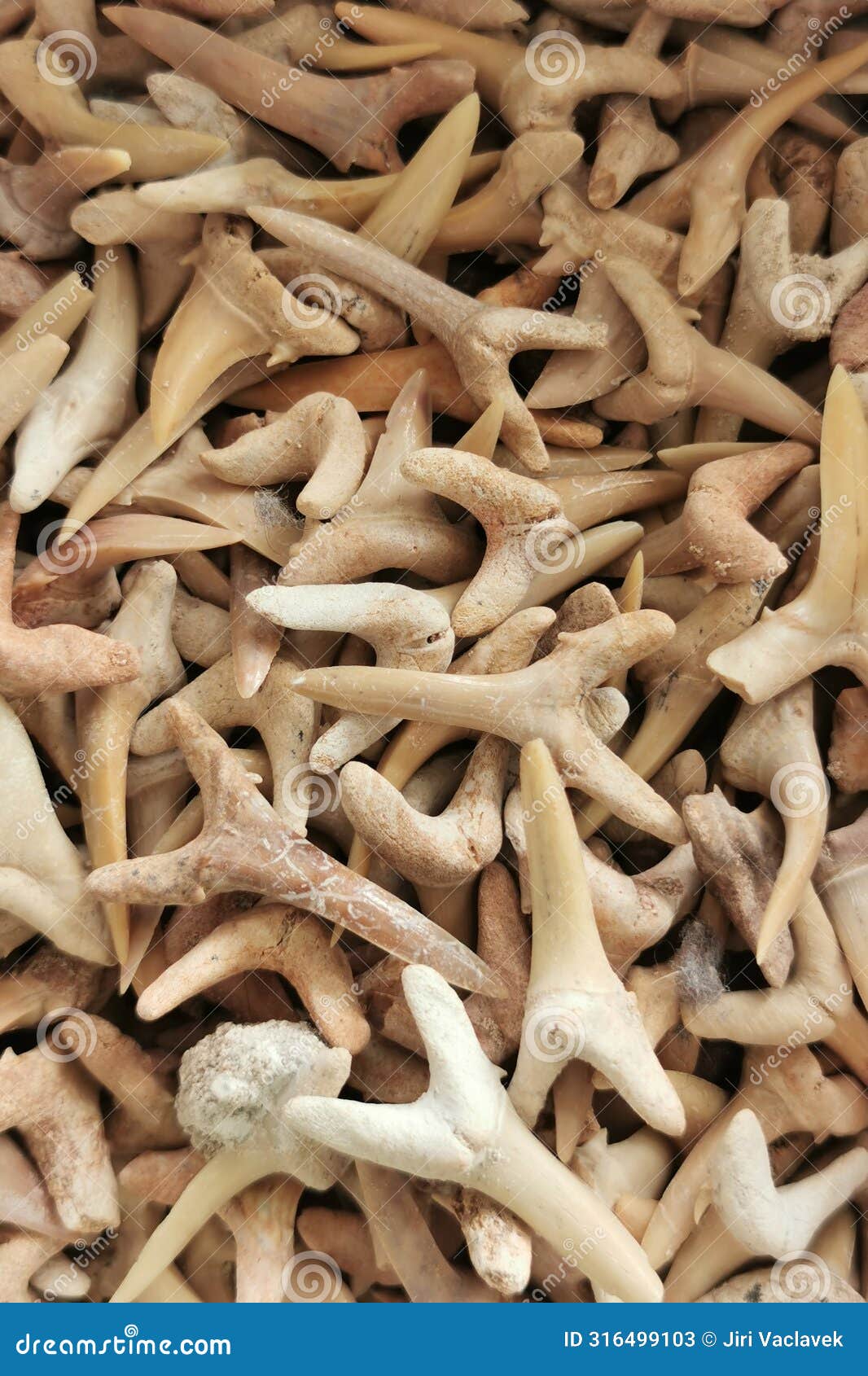 Shark Teeth Collection Texture Stock Image - Image of nature ...