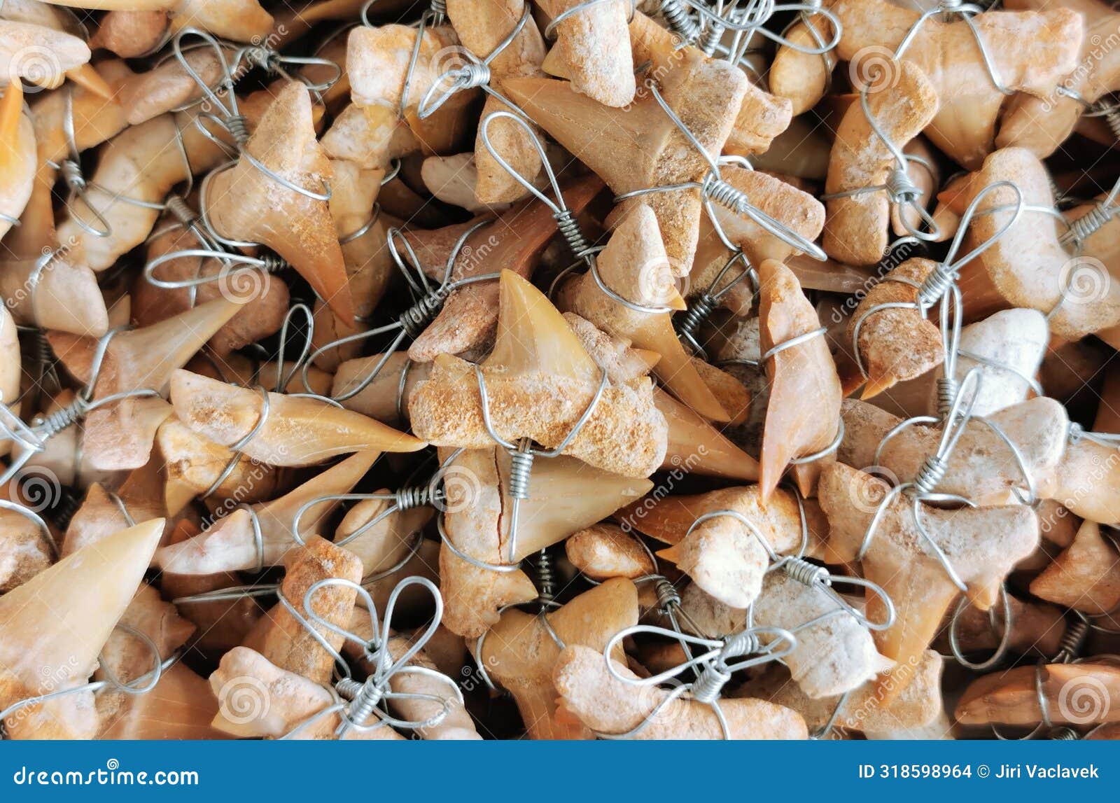 Shark Teeth Collection Texture Stock Photo - Image of surface, group ...