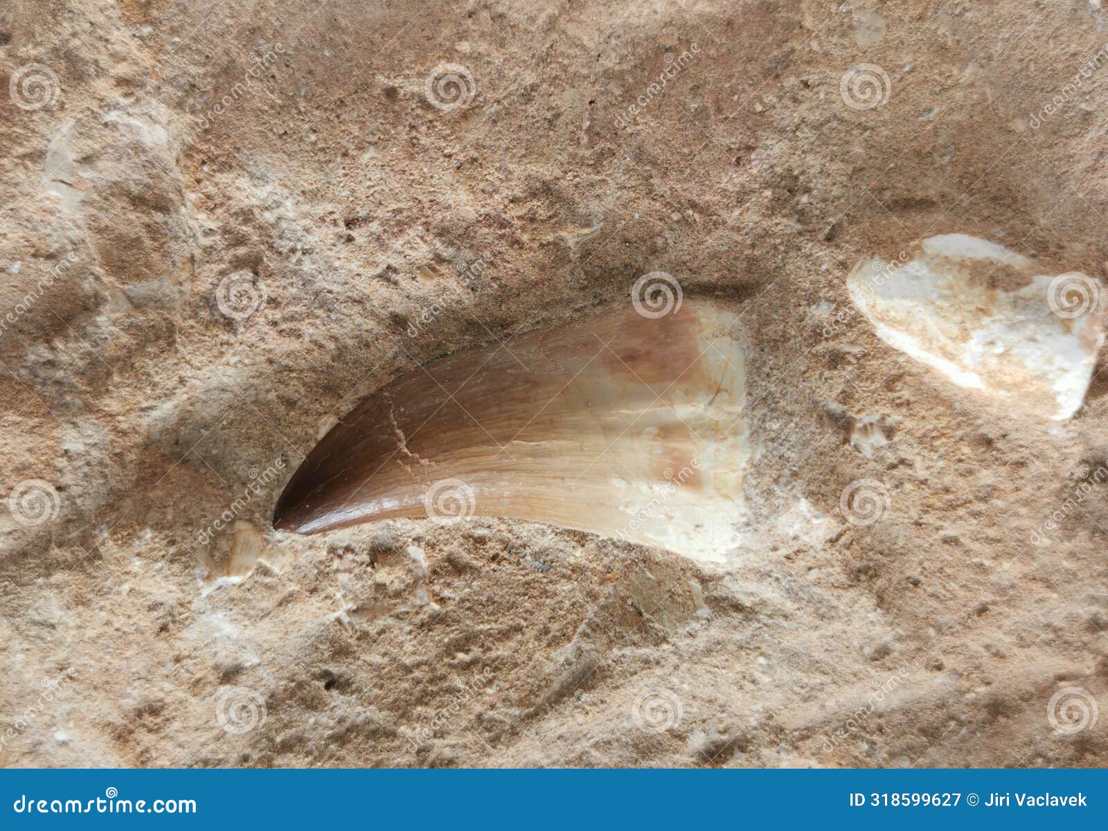 Shark Teeth Collection Texture Stock Image - Image of texture, shark ...