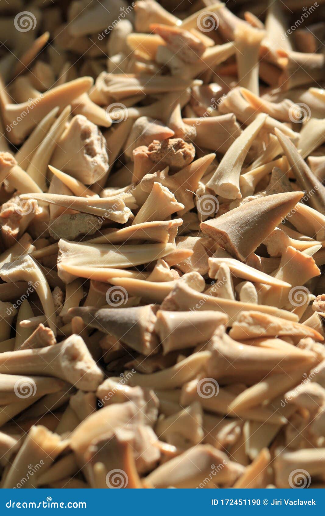 Shark Teeth Fossil Collection Stock Photo - Image of earth, ocean ...