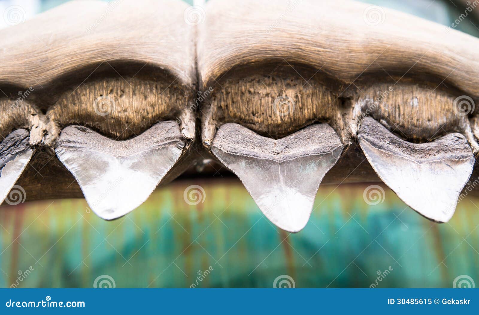 Shark teeth stock image. Image of sharp, tooth, danger - 30485615