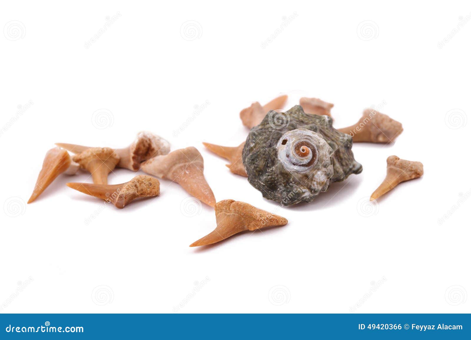 Shark Teeth and Old Shell on the White Background Stock Photo - Image ...