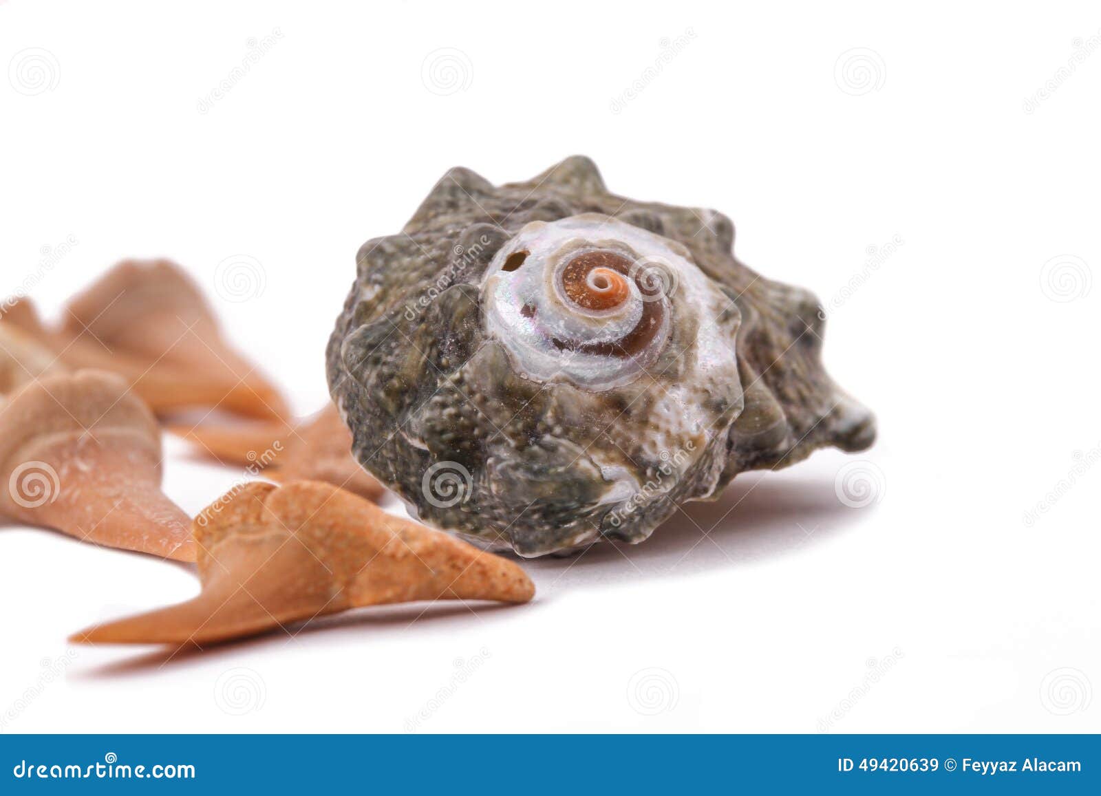 Shark Teeth and Old Shell on the White Background Stock Image - Image ...