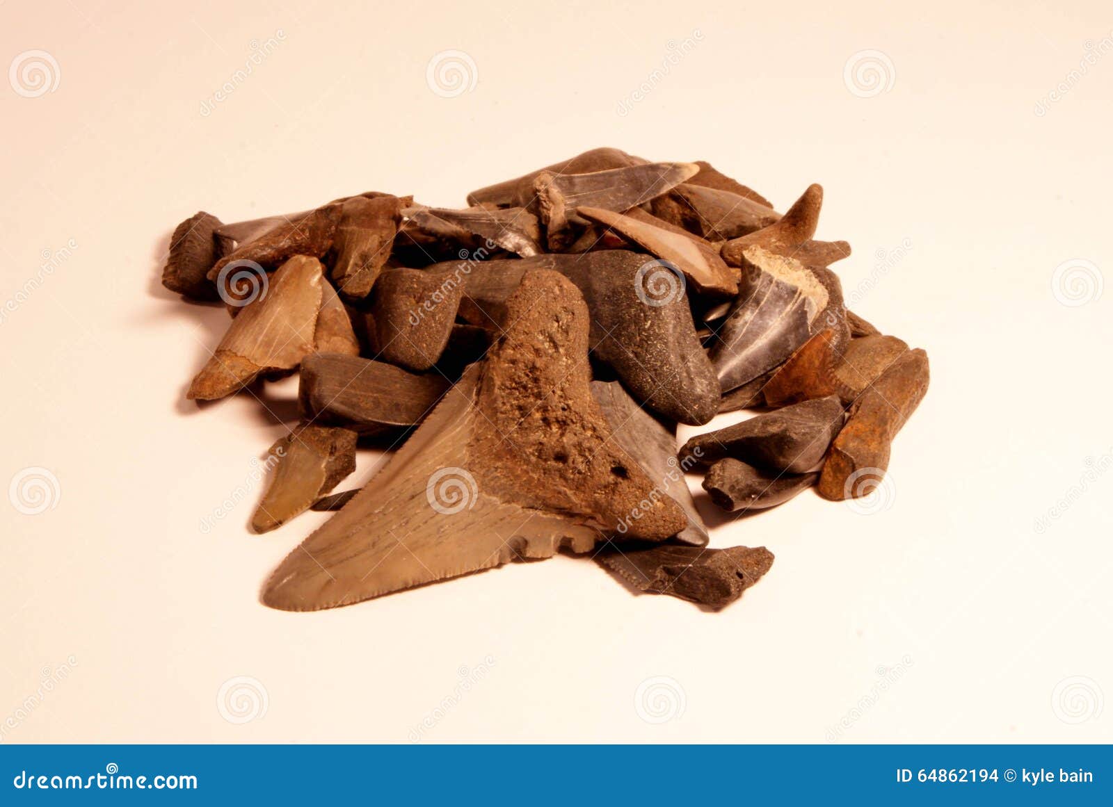 Shark teeth stock photo. Image of pile, shark, teeth - 64862194