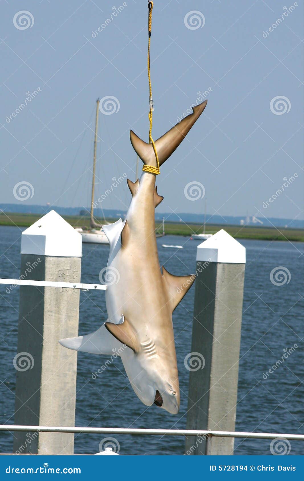Shark tied up stock photo. Image of fishing, fish, jaws - 5728194