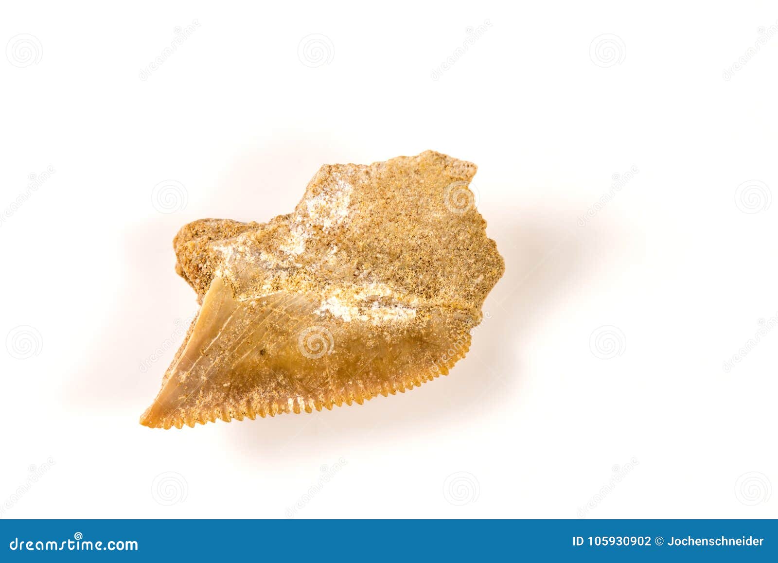 Shark Tooth, Fossil of a Pygmy White Shark Stock Photo - Image of fish ...