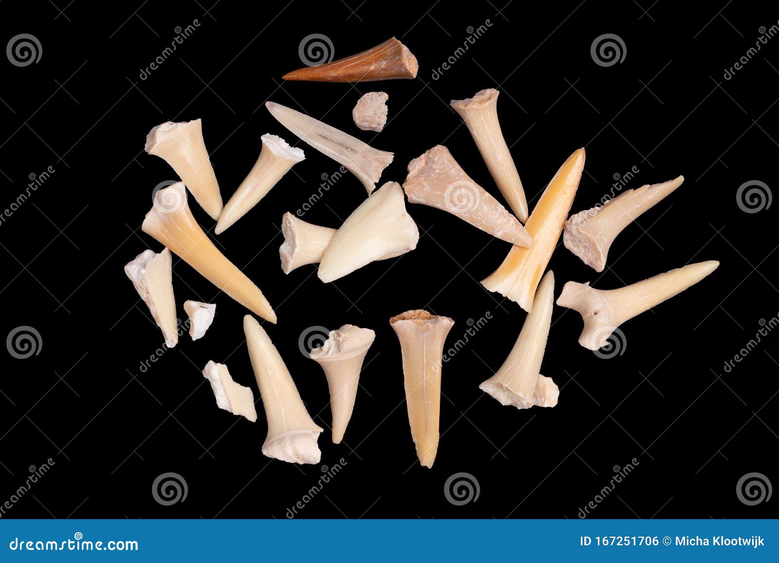 Shark tooth isolated stock photo. Image of fossil, historic - 167251706