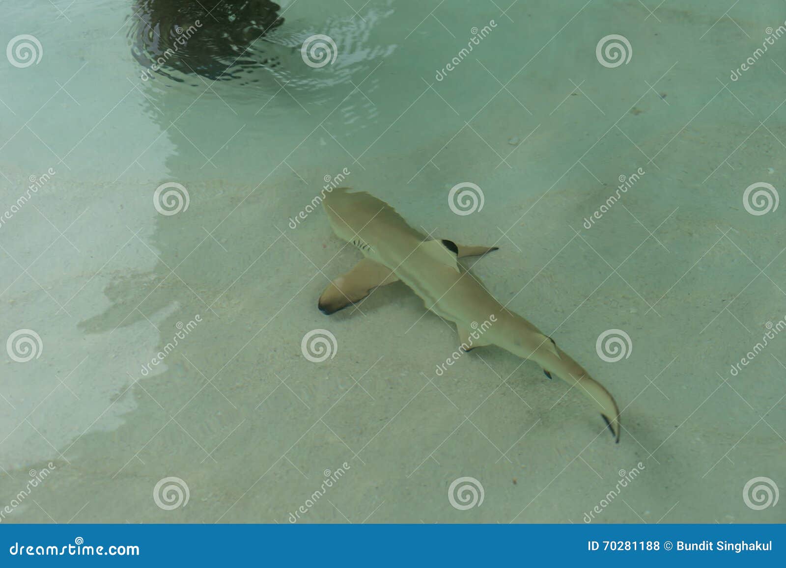 Shark , the Top View through Sea Stock Photo - Image of ocean, sunlight ...