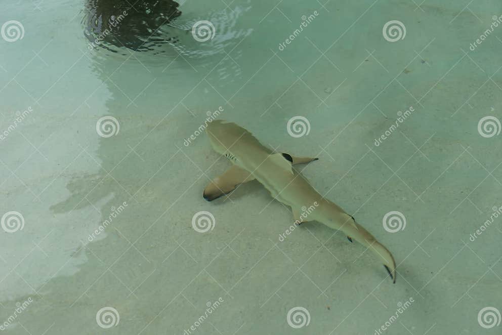 Shark , the Top View through Sea Stock Photo - Image of ocean, sunlight ...