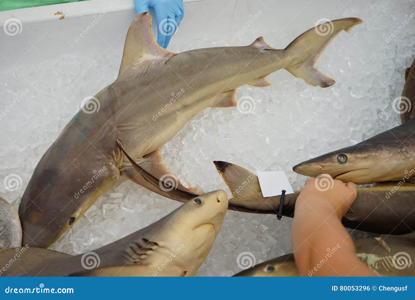 Shark for touch stock photo. Image of specimen, bycatch - 80053296