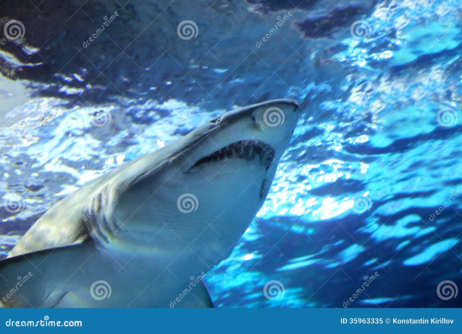 Shark Under Water stock image. Image of blue, speed, environment - 35963335