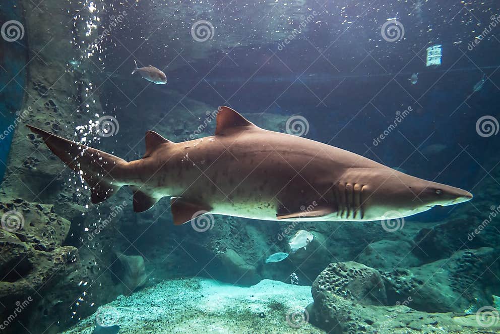 Shark underwater stock image. Image of attack, crete - 25511557