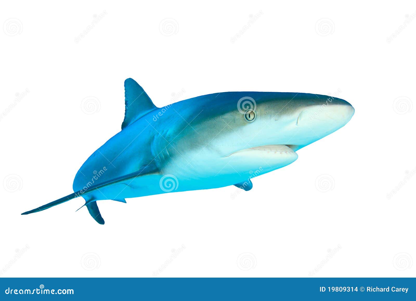Shark on white background stock photo. Image of isolated - 19809314