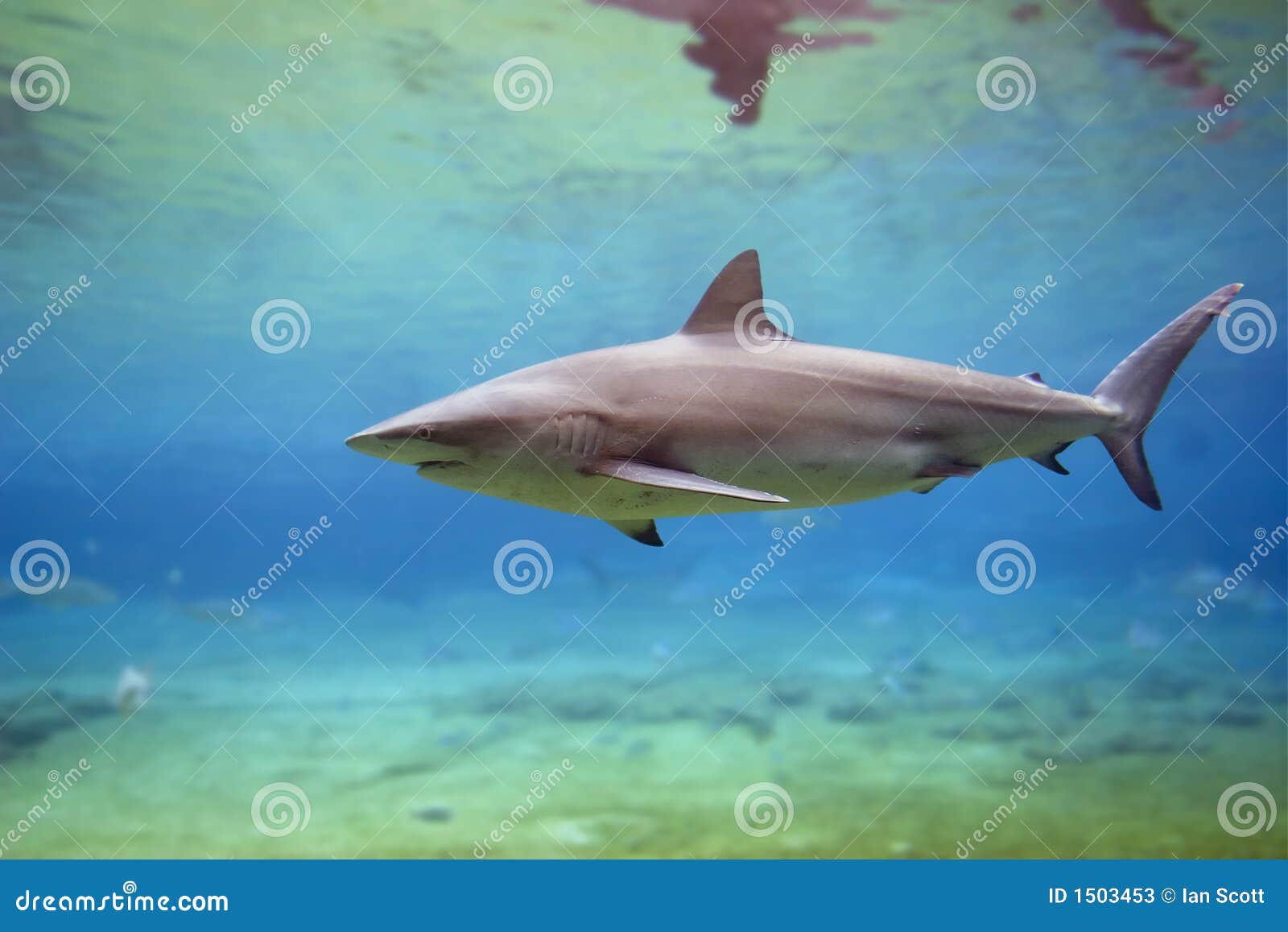 SharkA stock image. Image of reef, marine, grey, obscurus - 1503453