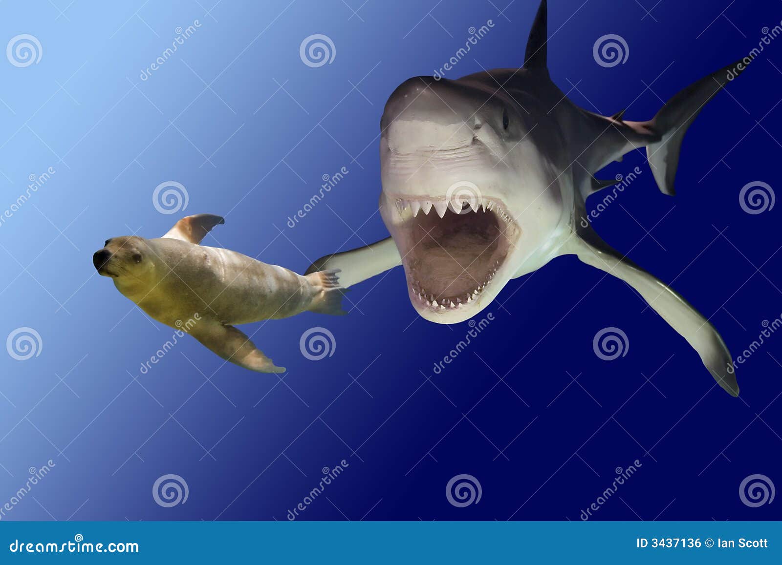 Sharkattack stock photo. Image of ocean, marine, bull - 3437136