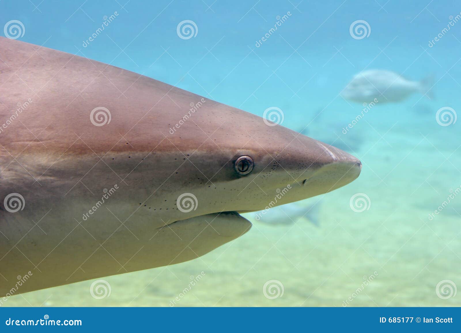 SharkHead stock image. Image of water, reef, ocean, fish - 685177