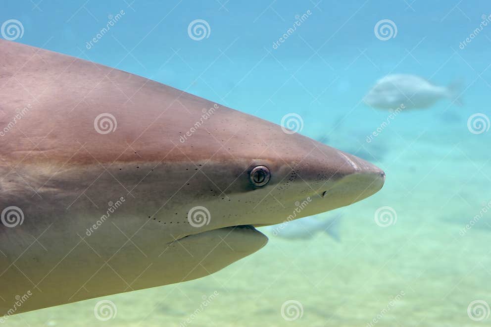 SharkHead stock image. Image of water, reef, ocean, fish - 685177