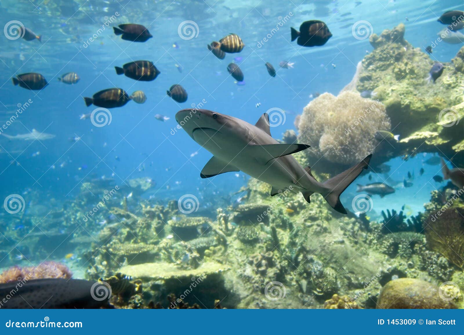 SharkReef stock image. Image of aqua, reef, water, coral - 1453009