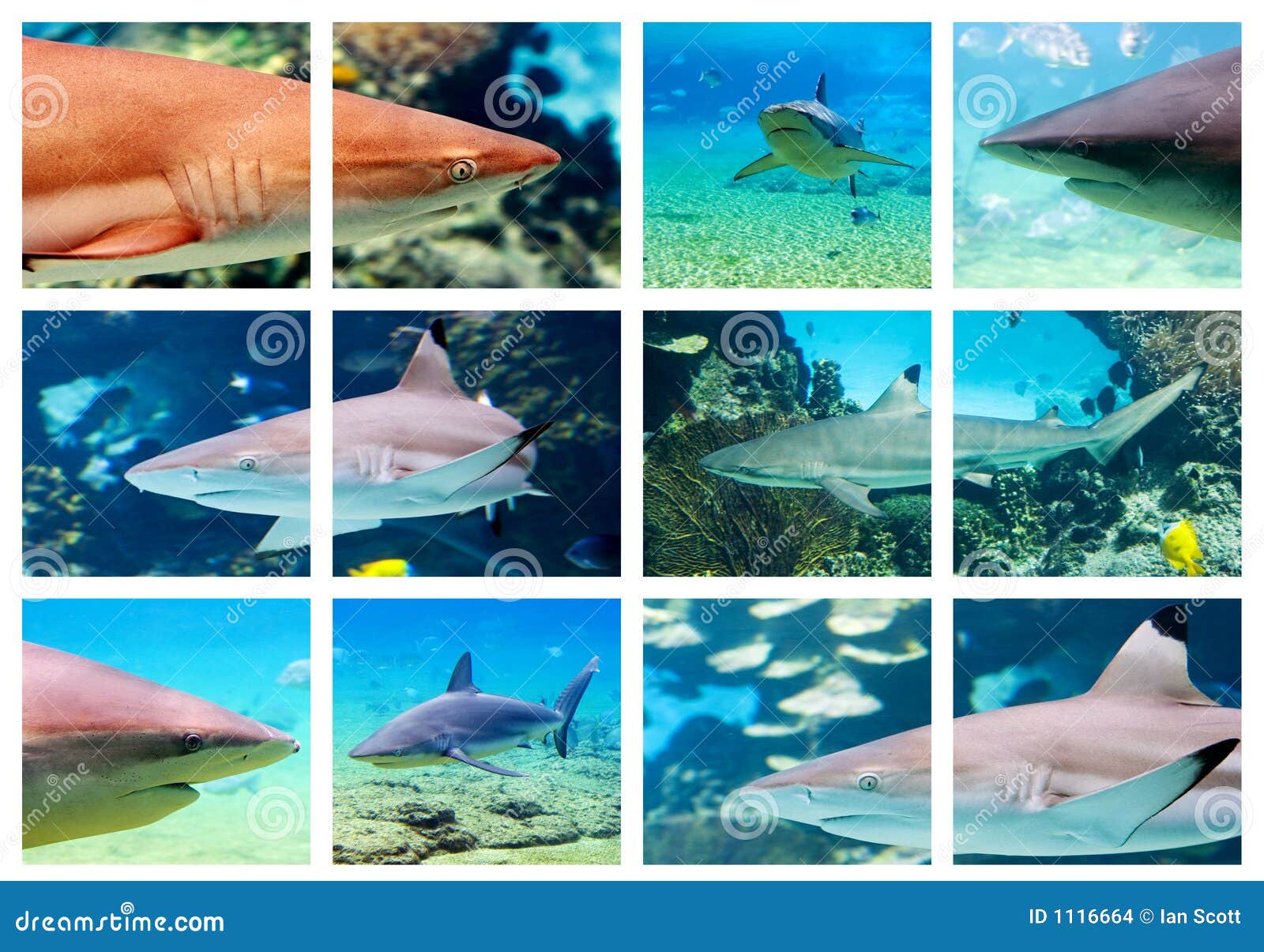 Sharks stock photo. Image of underwater, collage, scuba - 1116664