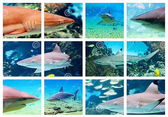 Sharks stock photo. Image of underwater, collage, scuba - 1116664