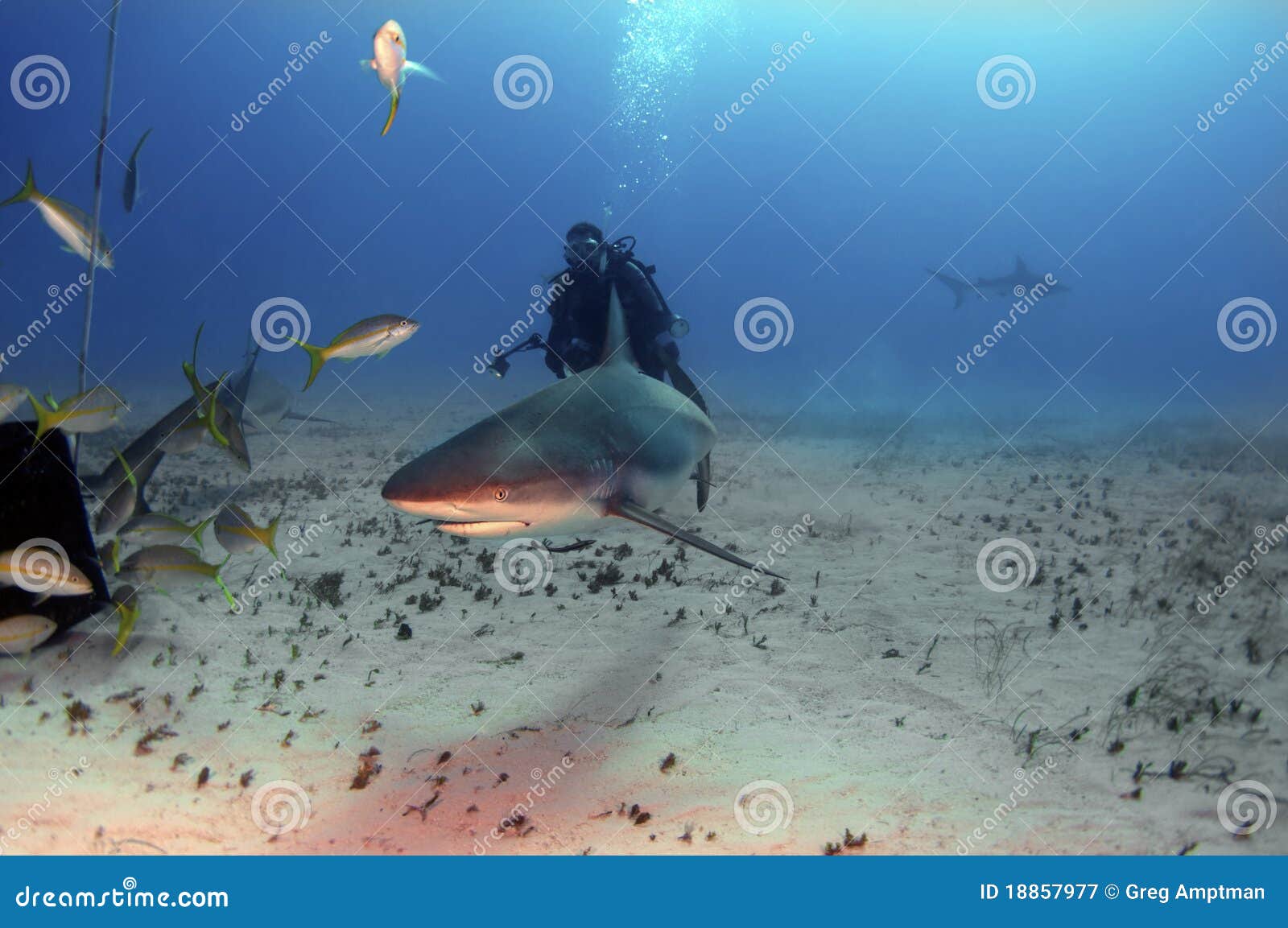 Sharks stock image. Image of snappers, undersea, atlantic - 18857977
