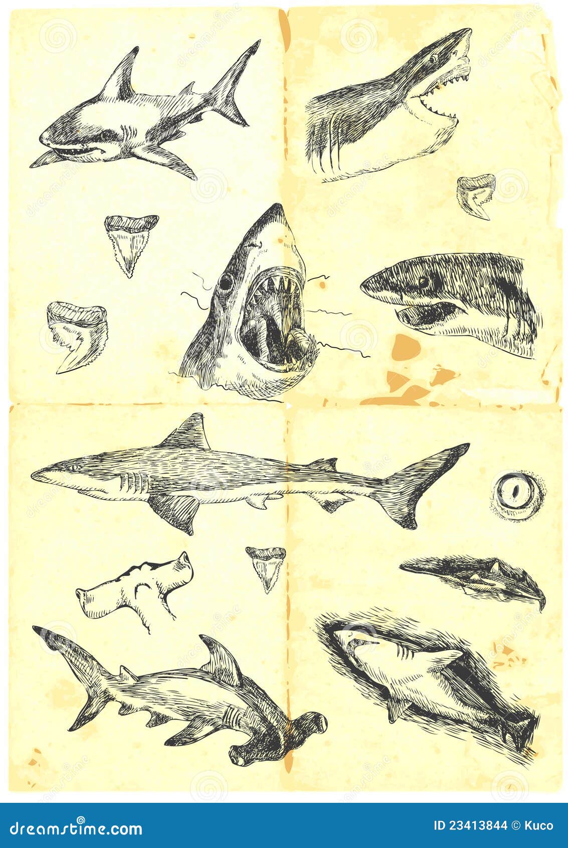 Sharks stock vector. Illustration of doodle, draft, dash - 23413844