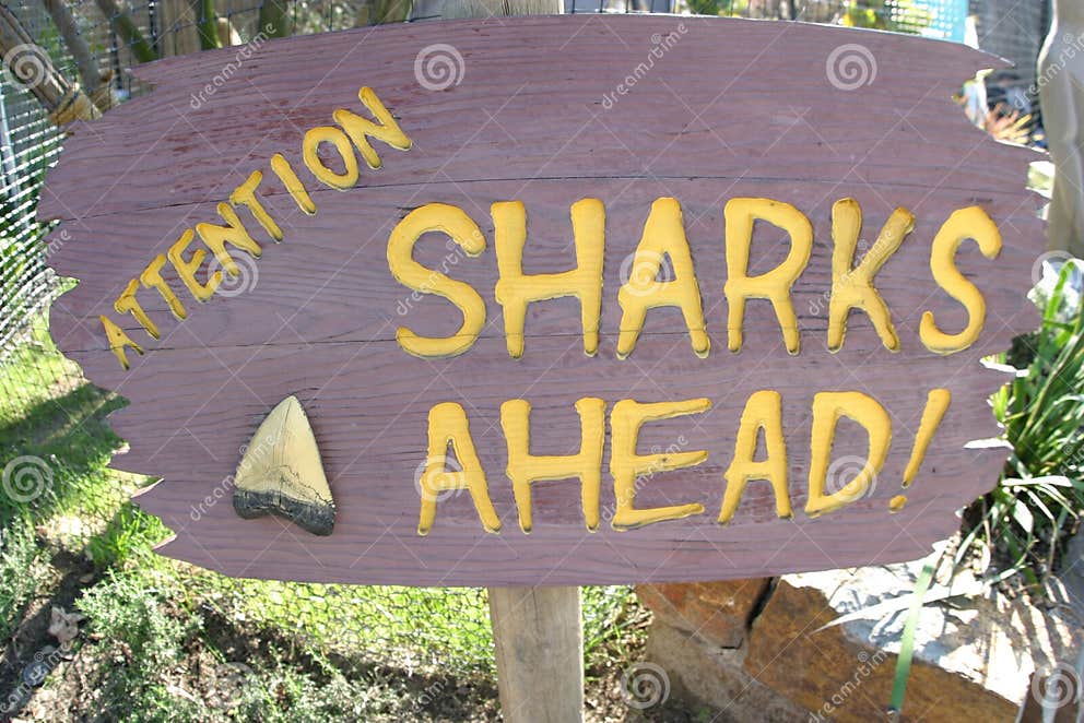 Sharks Ahead! stock photo. Image of marine, frighten, long - 97024