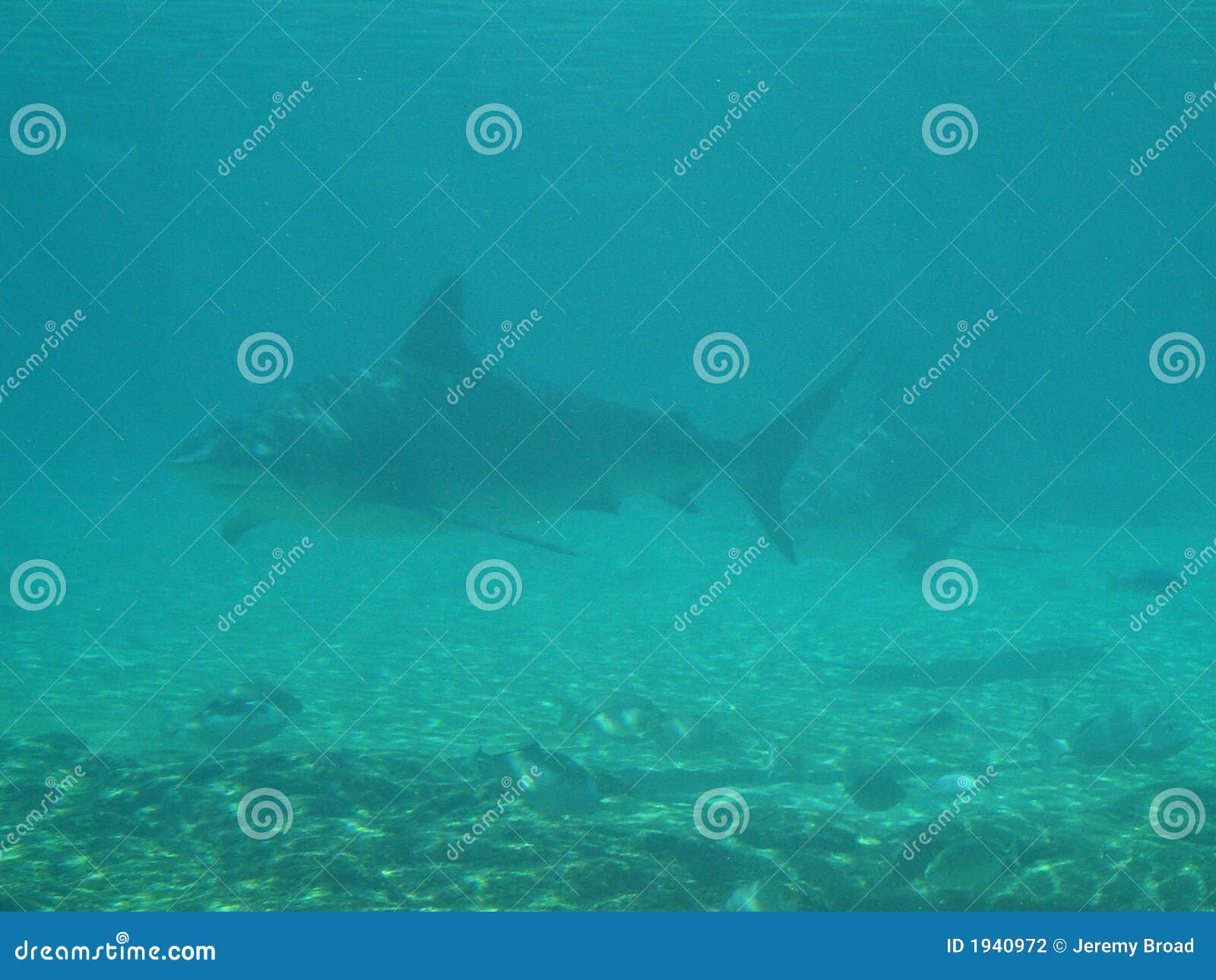 Sharks Appearing in the Distance Stock Photo - Image of swim, diving ...