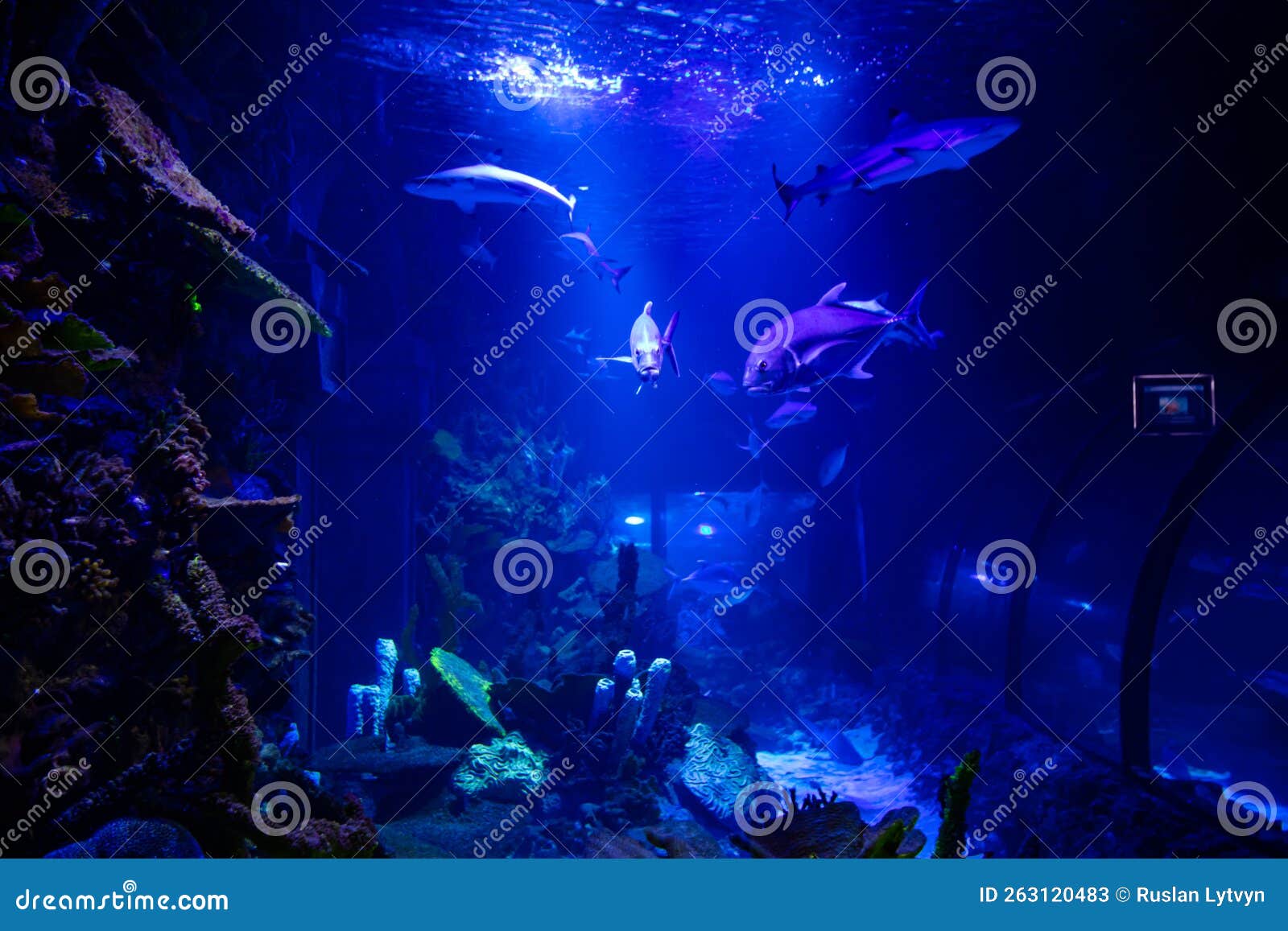 Sharks in Aquarium for Design Purpose Stock Image - Image of exhibit ...