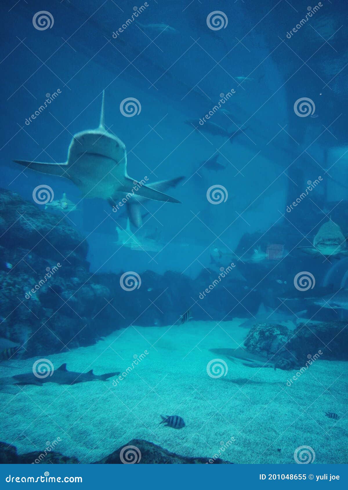 Sharks in aquarium stock image. Image of aquarium, swimming - 201048655
