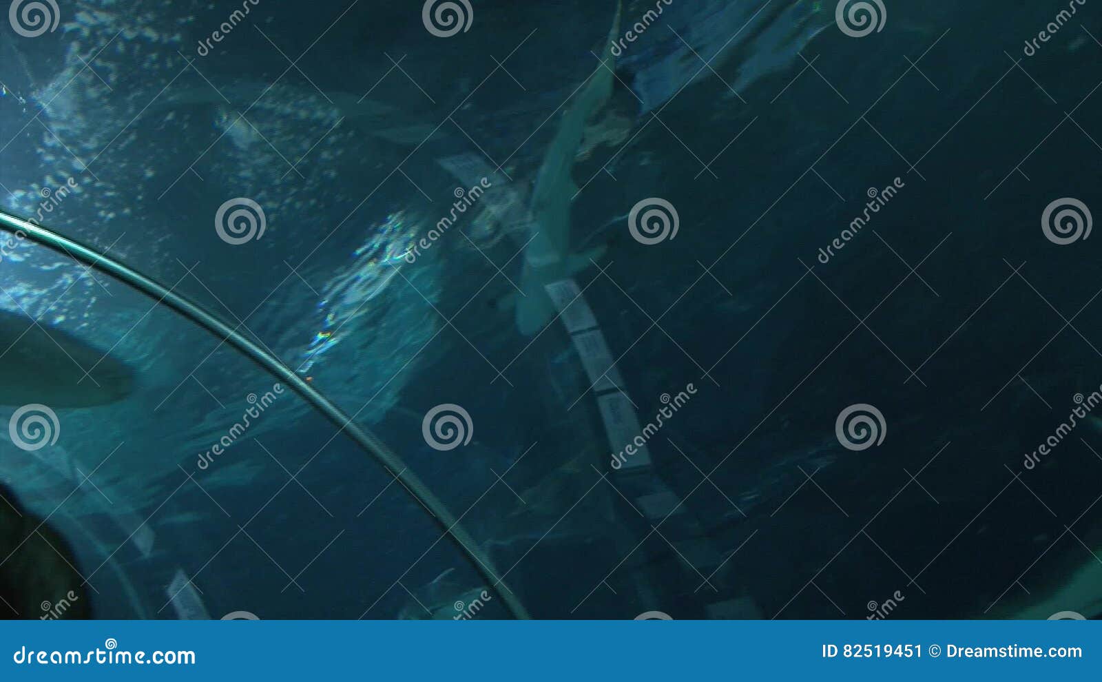 Sharks and Big Grey Fish in Large Aquarium Stock Video - Video of ...