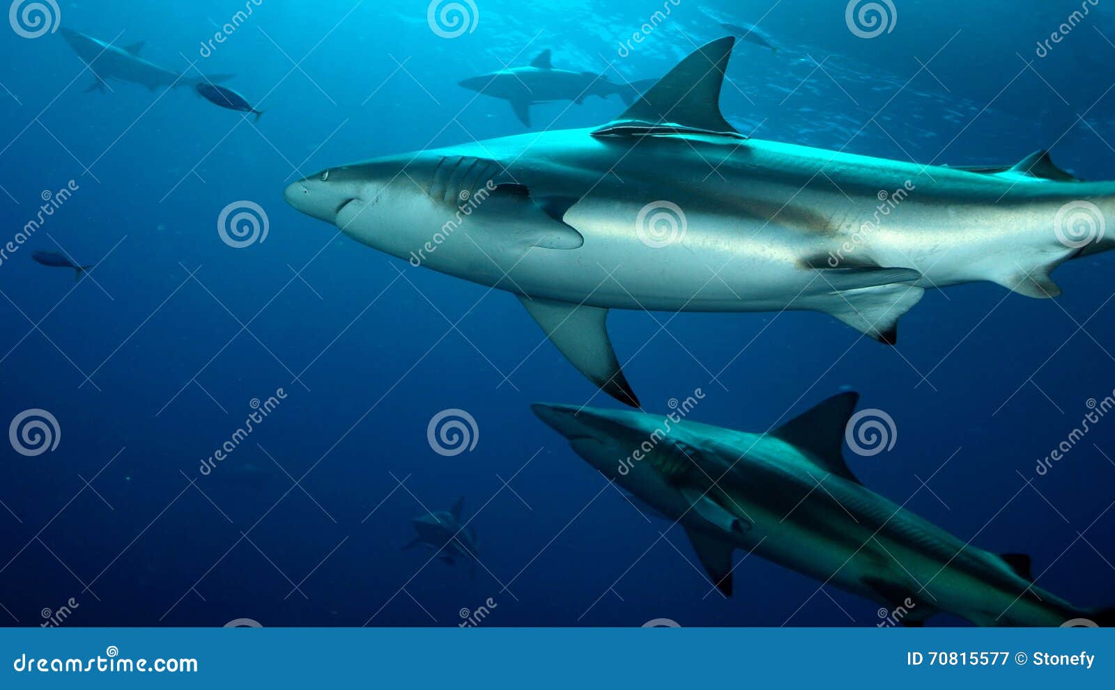 Sharks bottom perspective stock image. Image of blue - 70815577