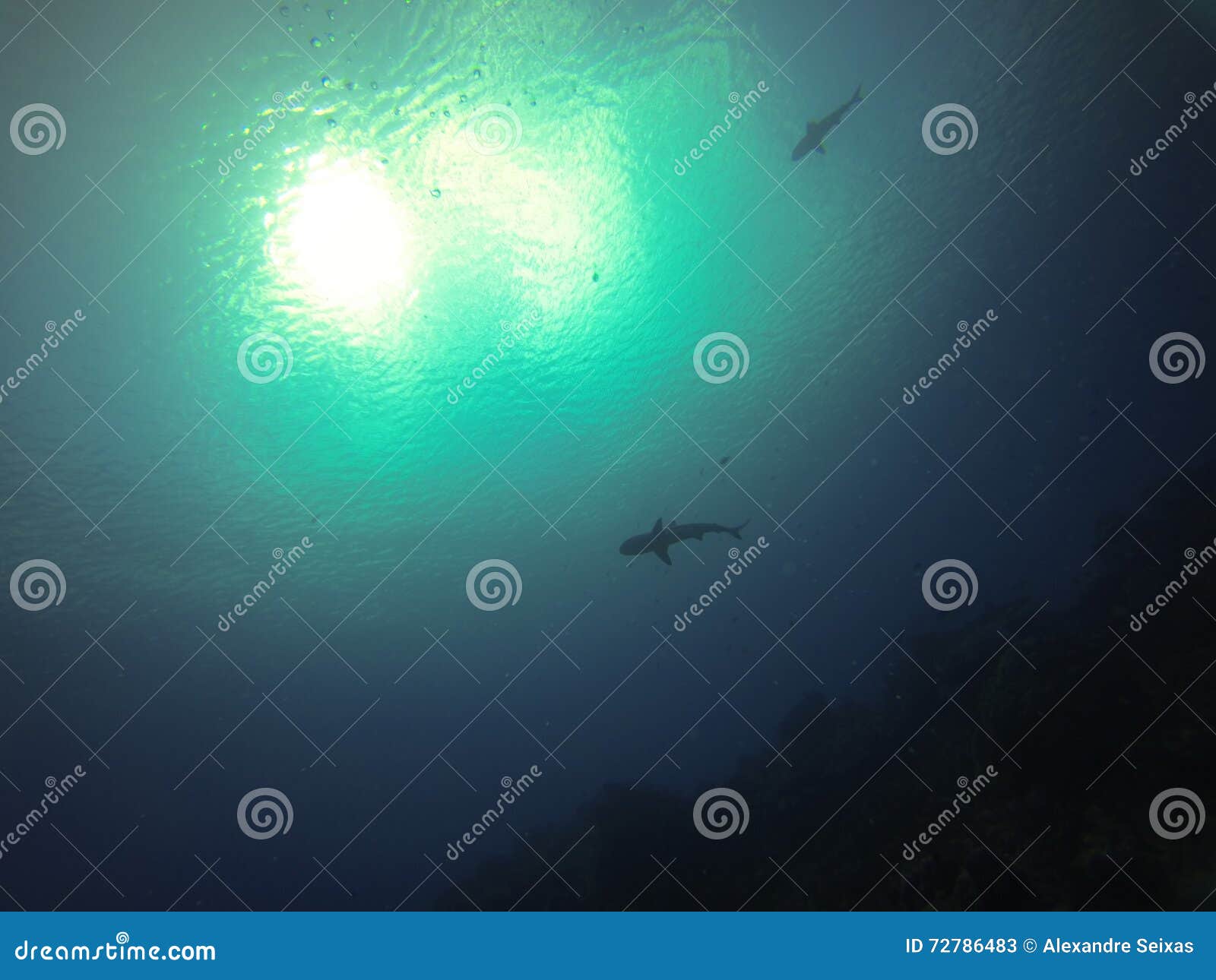 Sharks and Deep Green Ocean Stock Image - Image of ocean, animal: 72786483