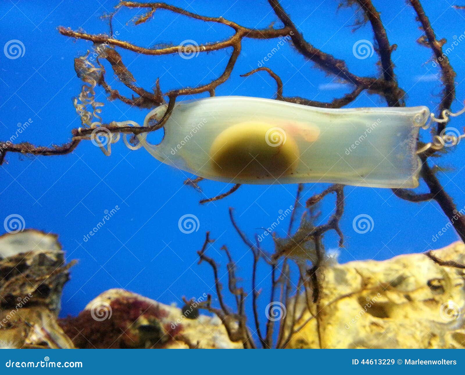 Sharks egg stock image. Image of sharks, shark, mobile - 44613229
