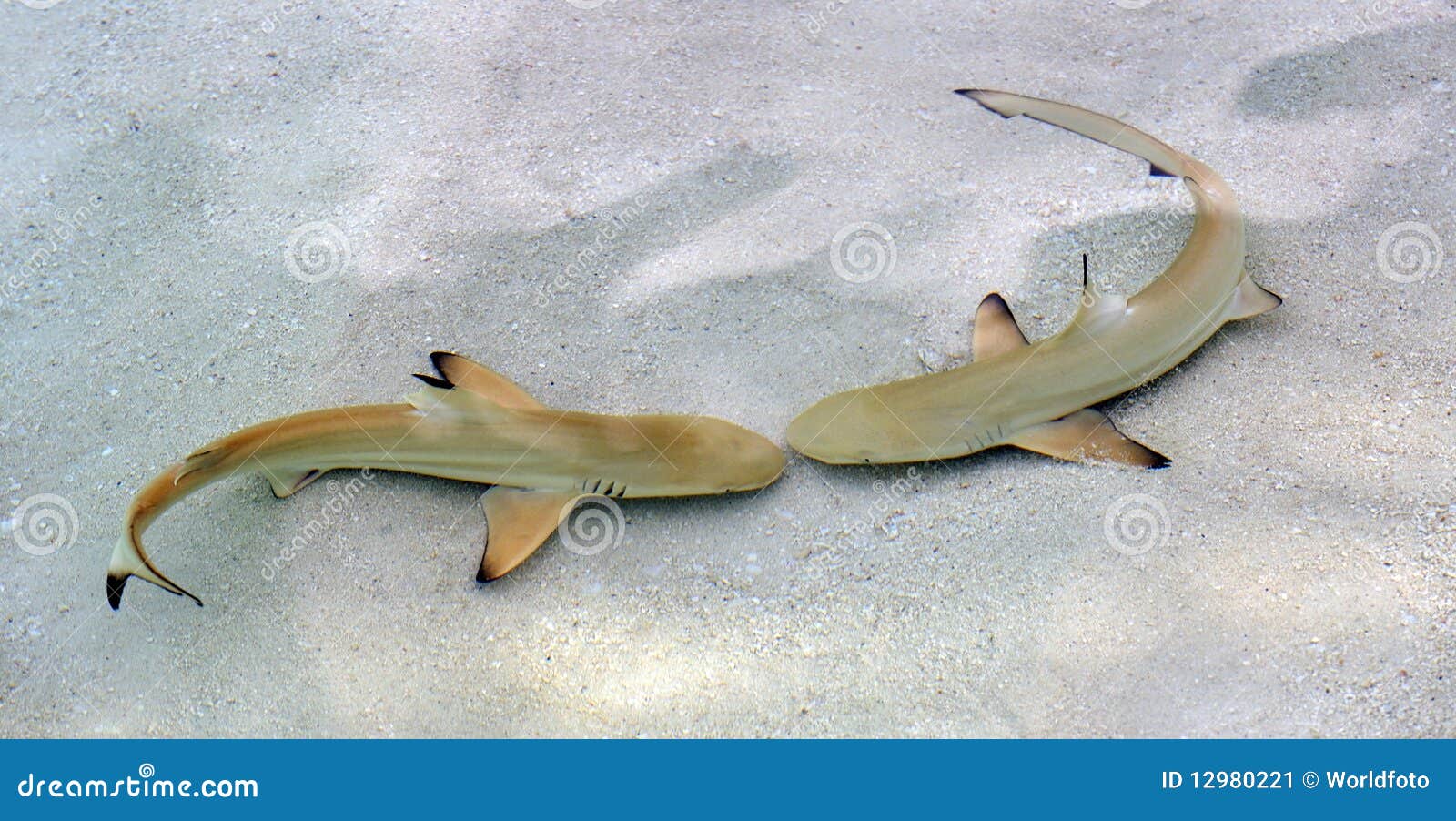 Sharks facing-off stock image. Image of sand, facing - 12980221