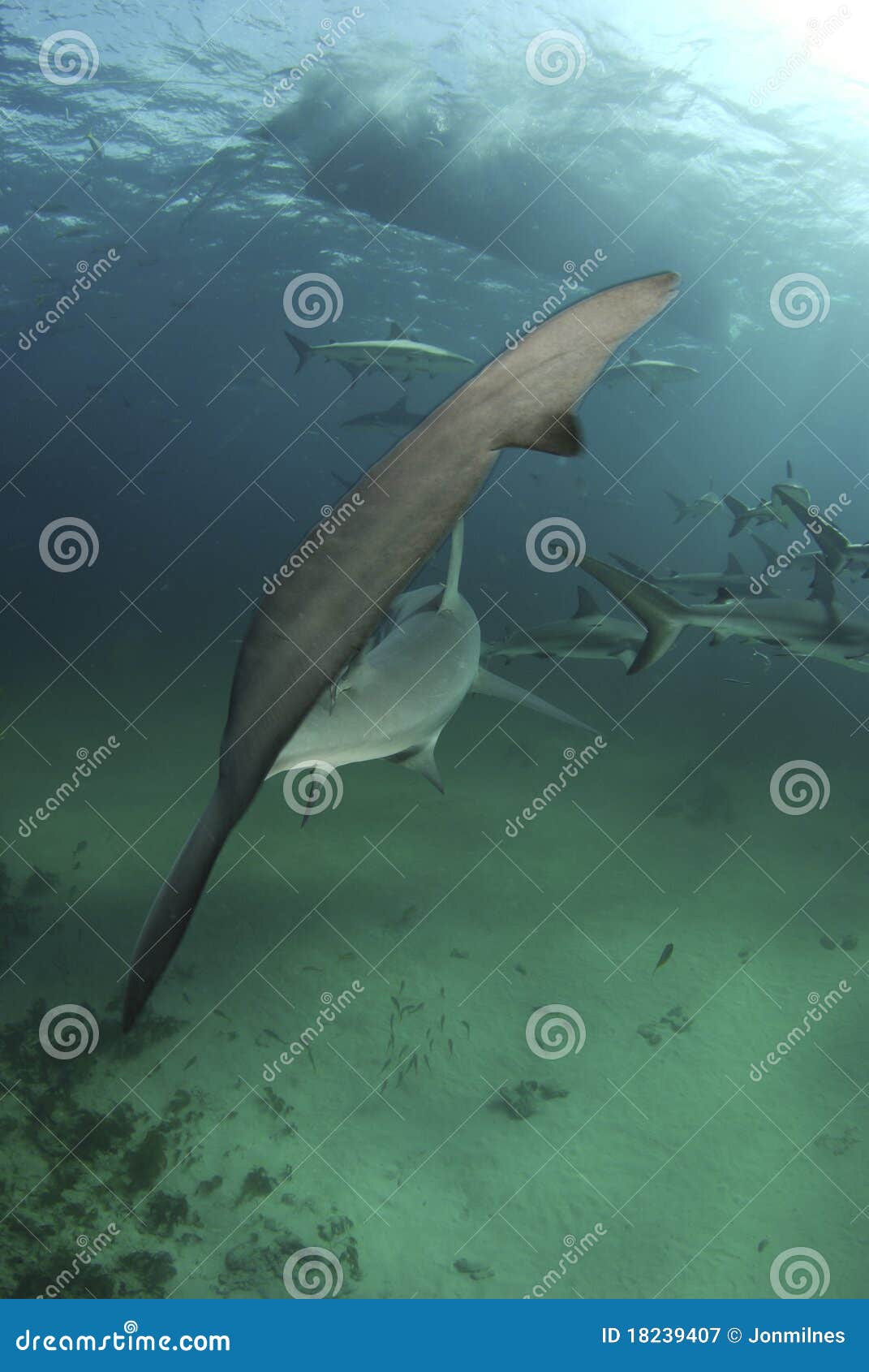 Sharks Fin Swims Away from the Camera Stock Image - Image of thailand ...