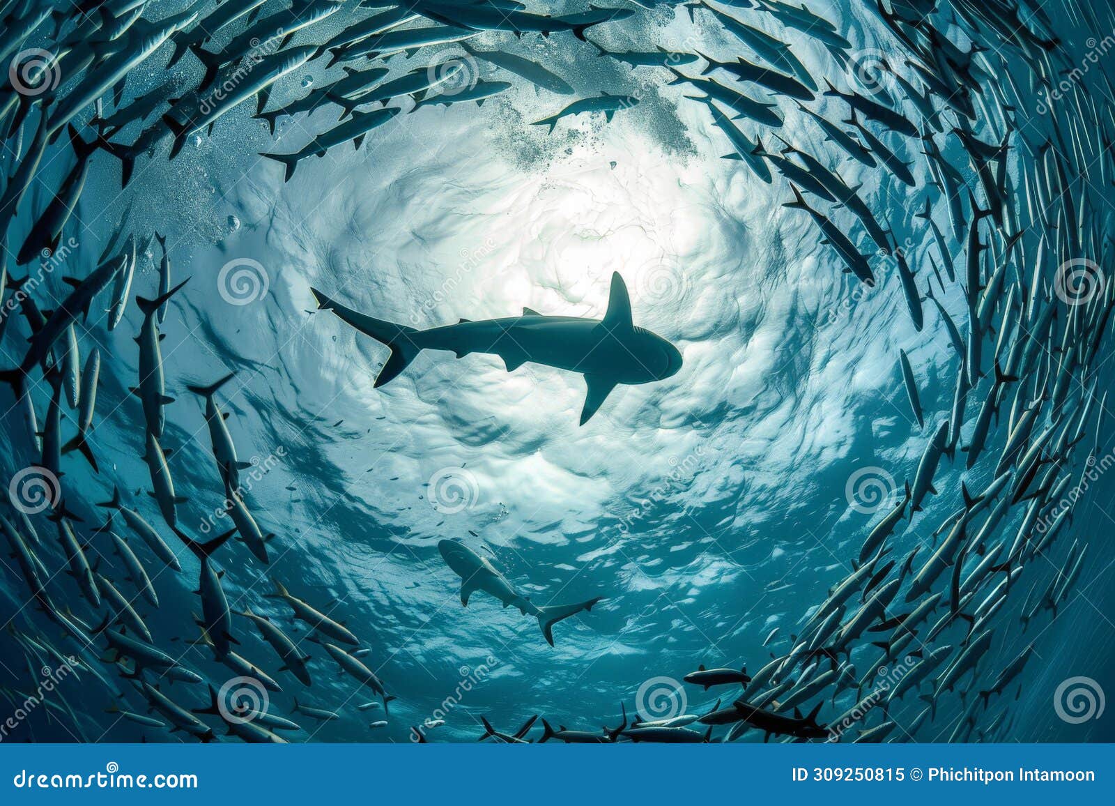 Sharks Forming a Circle. Exploring Shark Nature S Splendid Underwater Stock Image - Image of ...