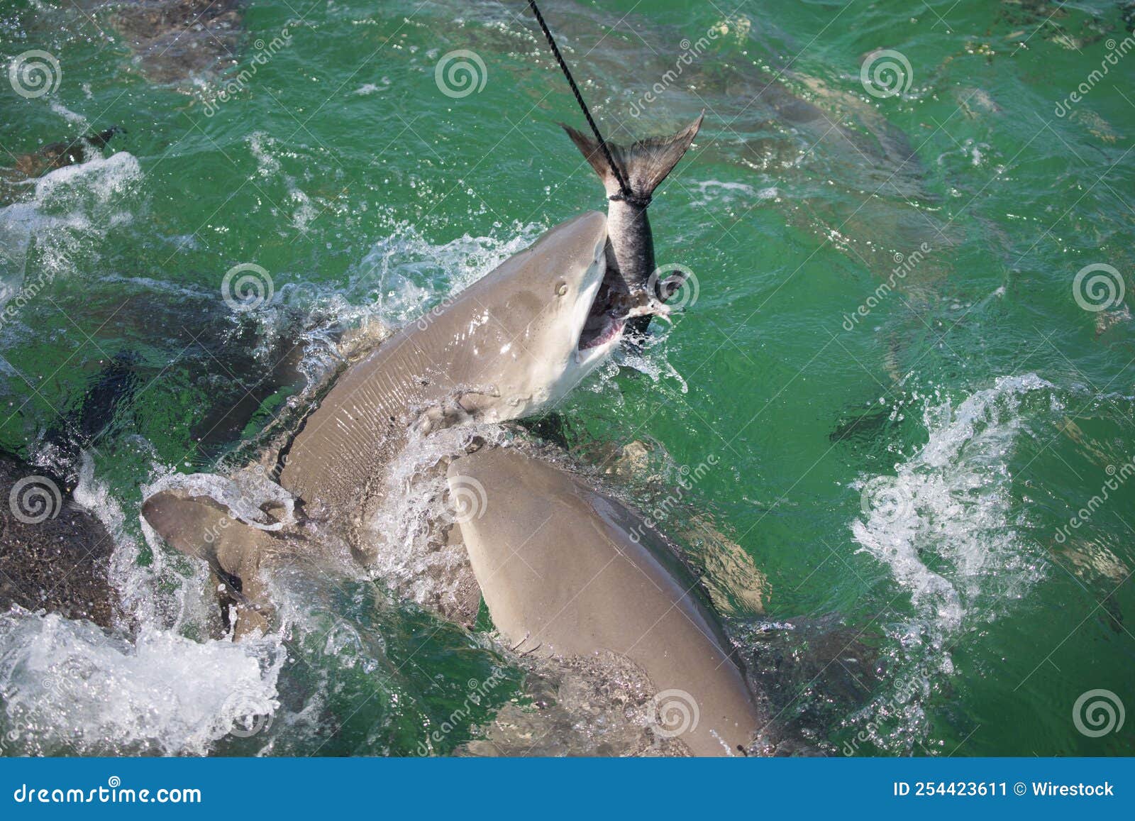 Sharks Gather To Eat Fish on a Hook in the Ocean Stock Image - Image of ...