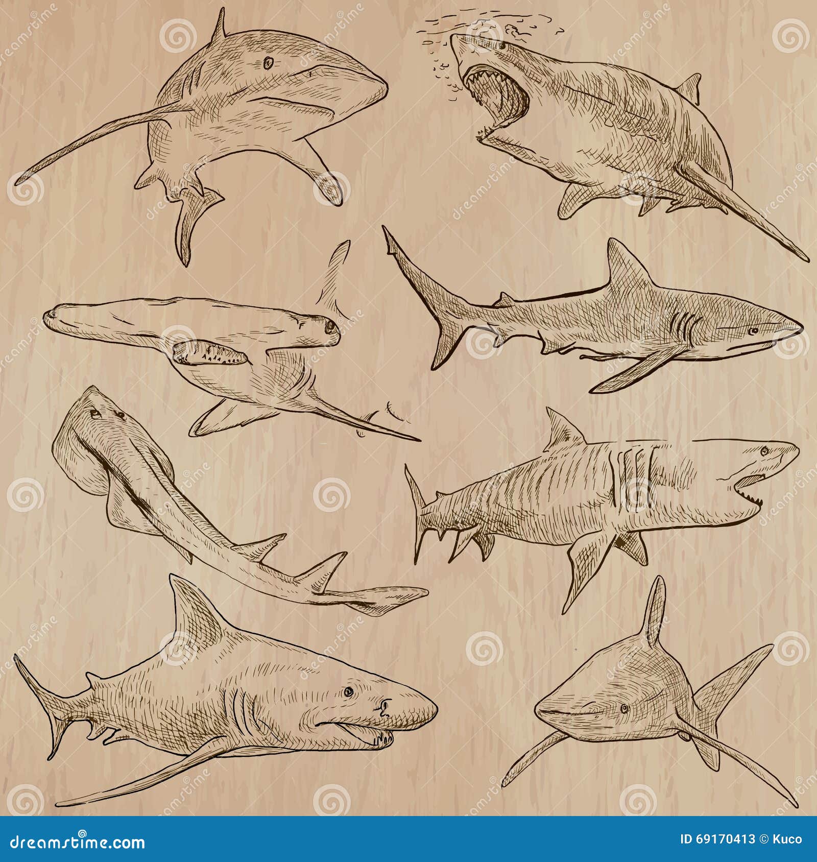 Sharks - an Hand Drawn Vector Pack Stock Vector - Illustration of ...