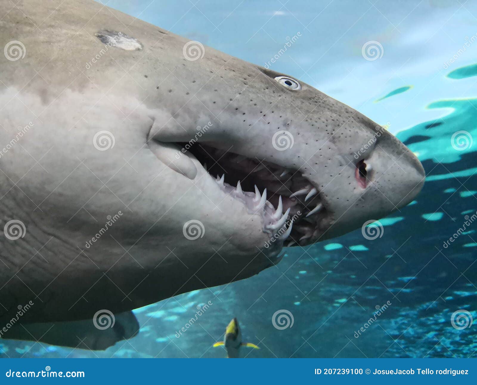 The sharks smile stock photo. Image of turtle, wildlife - 207239100