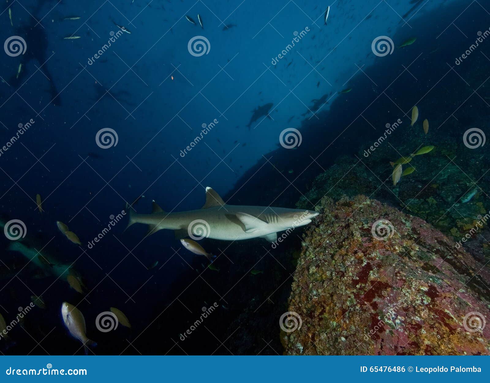 Sharks in South Africa stock photo. Image of great, ocean - 65476486