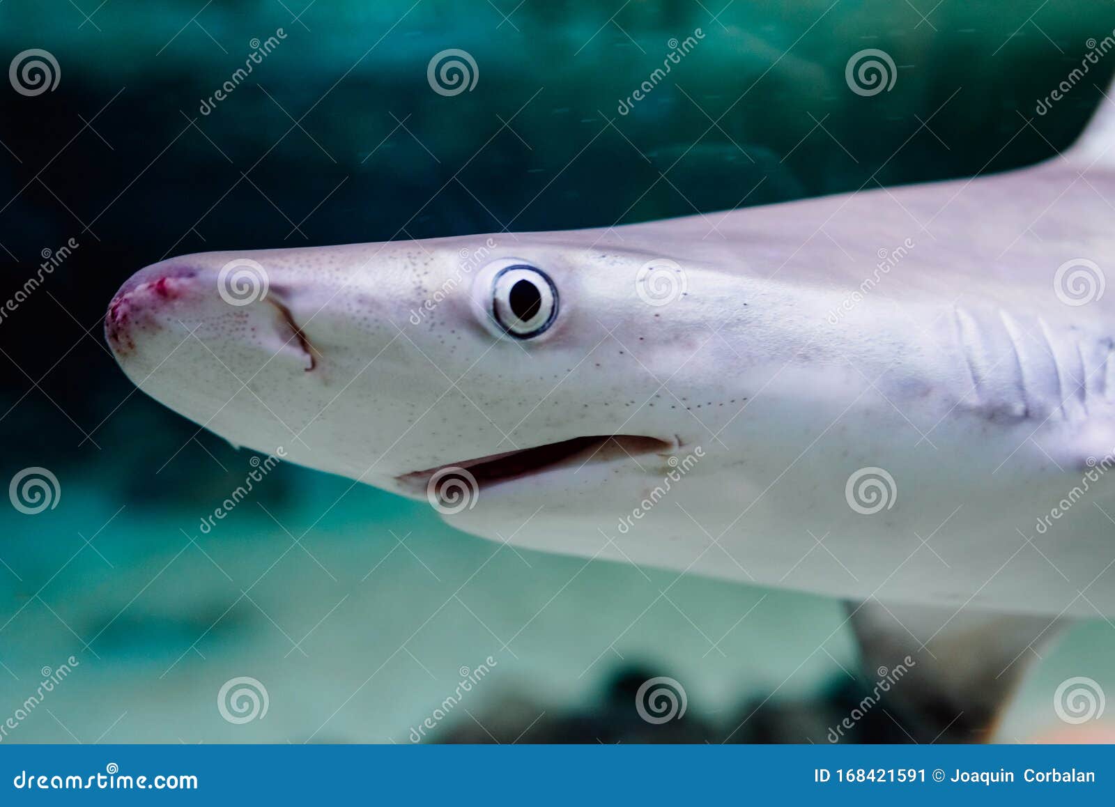 Sharks Swimming in a Captive Pond with Deep Eyes Stock Image - Image of ...