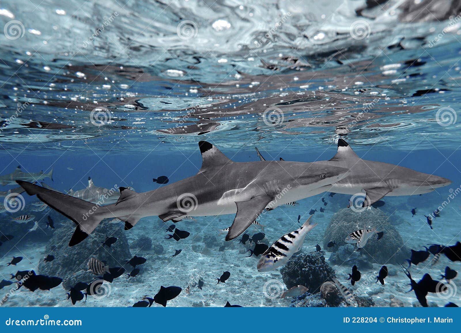 Clear Ocean Water Shark