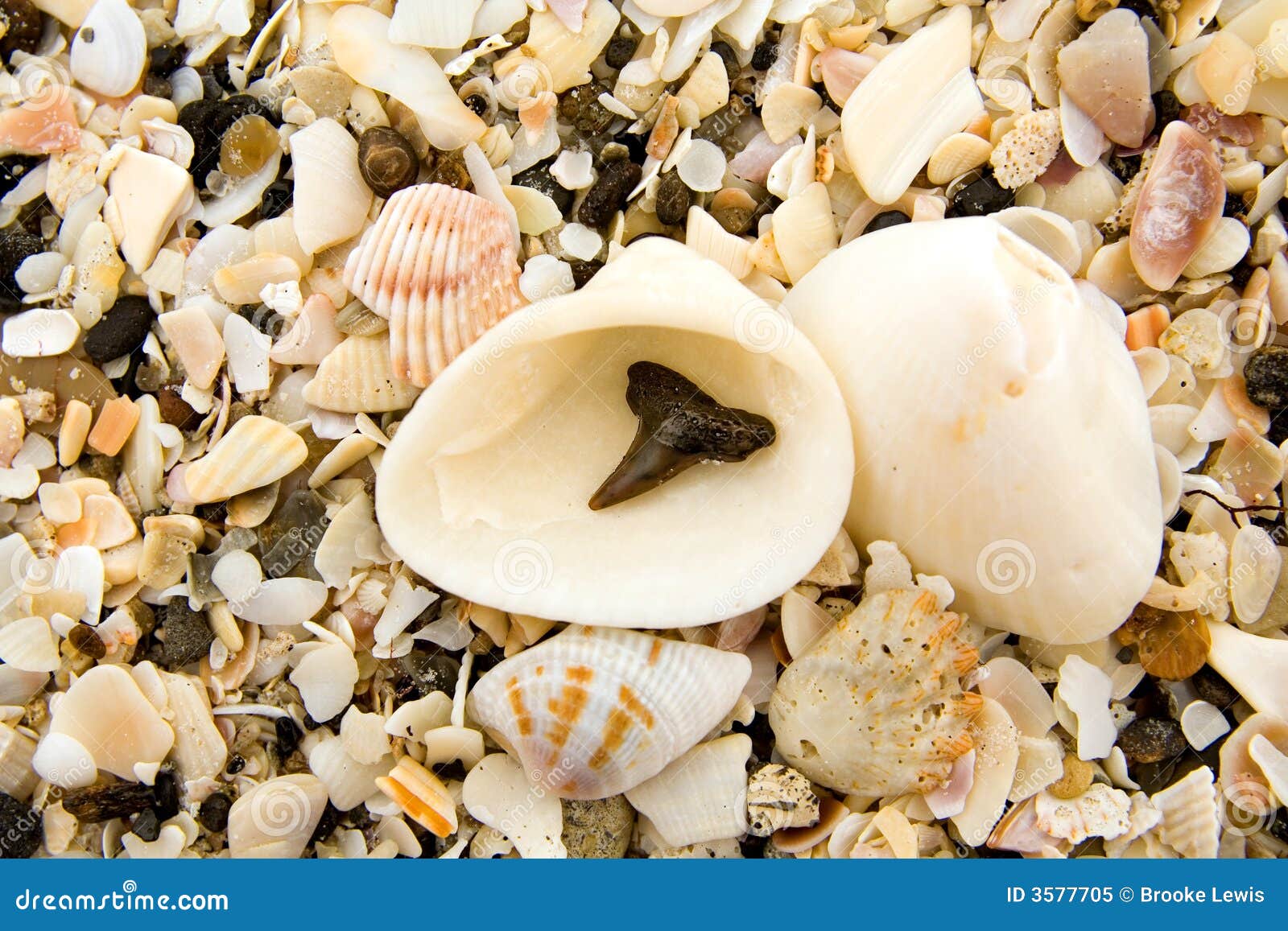 Sharks Tooth stock image. Image of look, seashore, ocean - 3577705