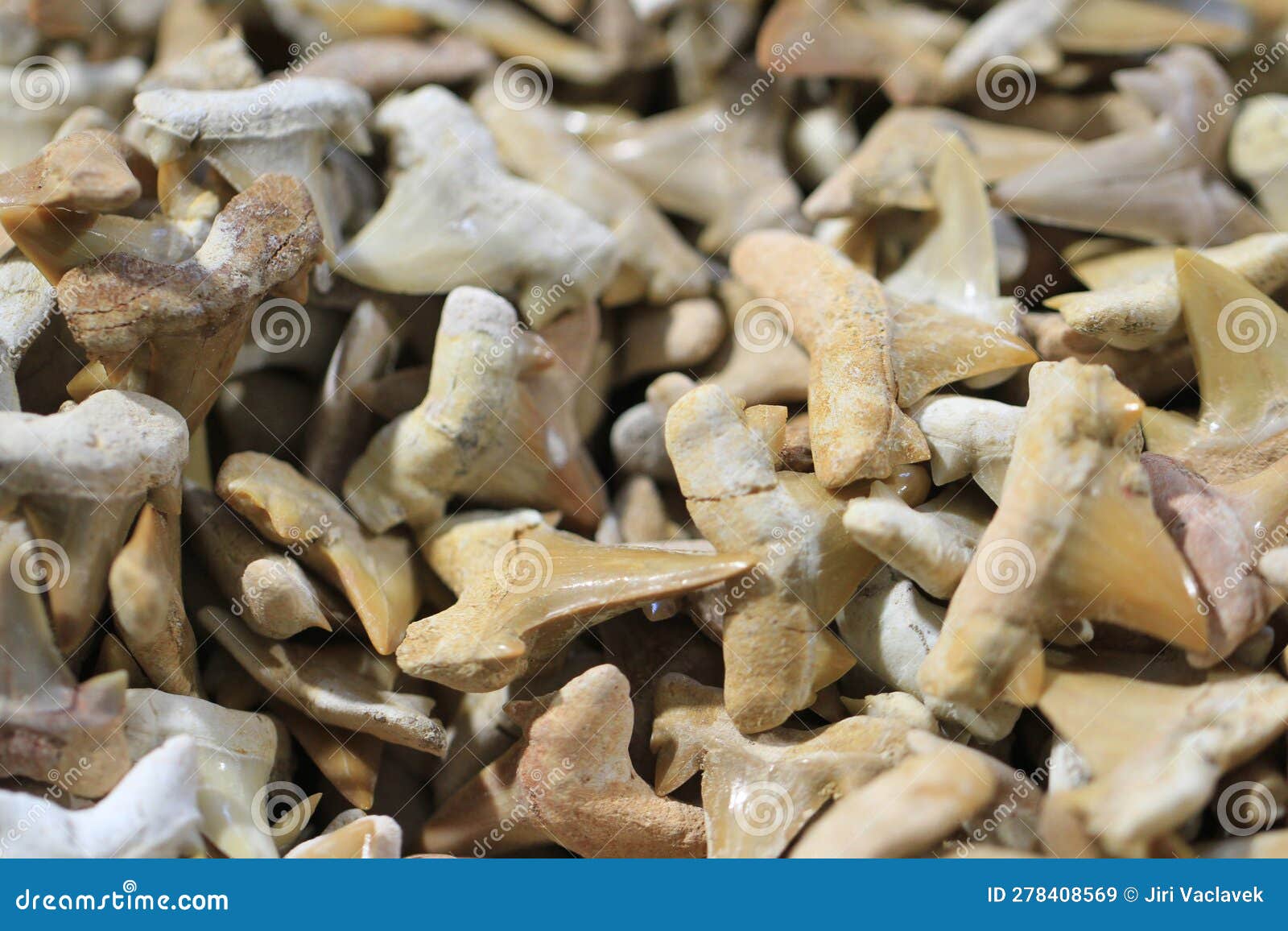 Sharks tooths texture stock image. Image of tooths, ancient - 278408569